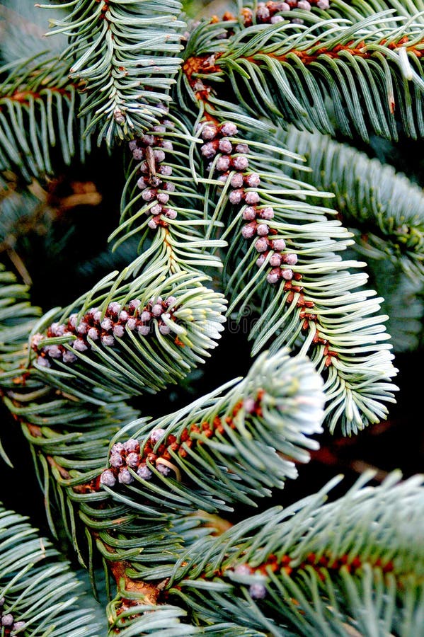 Evergreen conifer needles. stock image. Image of evergreen - 9583603