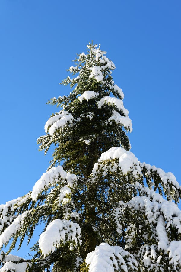 Evergreen Conifer with Snow Covered Branches Stock Image - Image of ...
