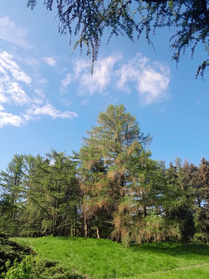 Evergreen Conifer Tree Branch in a Lush Park Setting Stock Photo ...
