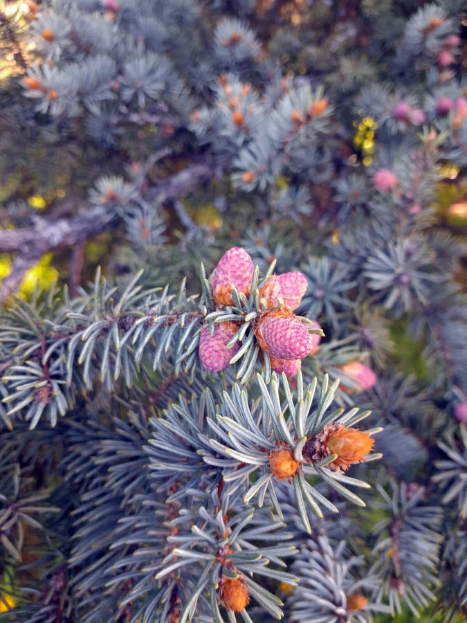 Evergreen Conifer Tree Branch in a Lush Park Setting Stock Image ...