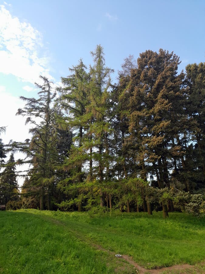Evergreen Conifer Tree in a Lush Park Setting Stock Photo - Image of ...
