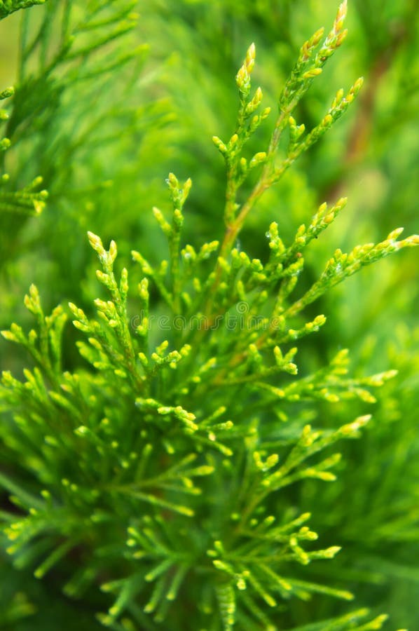 Evergreen Conifer Tree Thuja Arborvitae Stock Image - Image of thuja ...