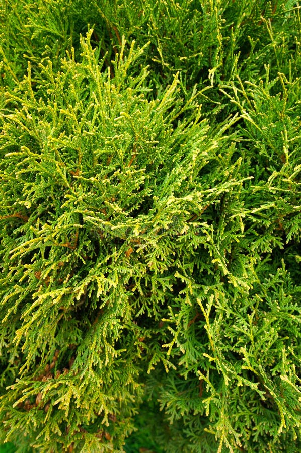 Evergreen Conifer Tree Thuja Arborvitae. Natural Background Stock Image ...