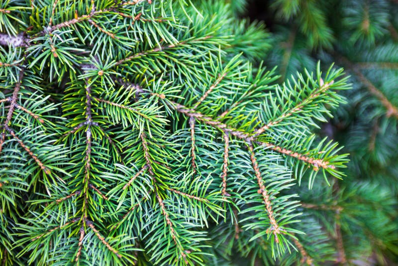 Evergreen Coniferous Branches Stock Photo - Image of fresh, christmas ...
