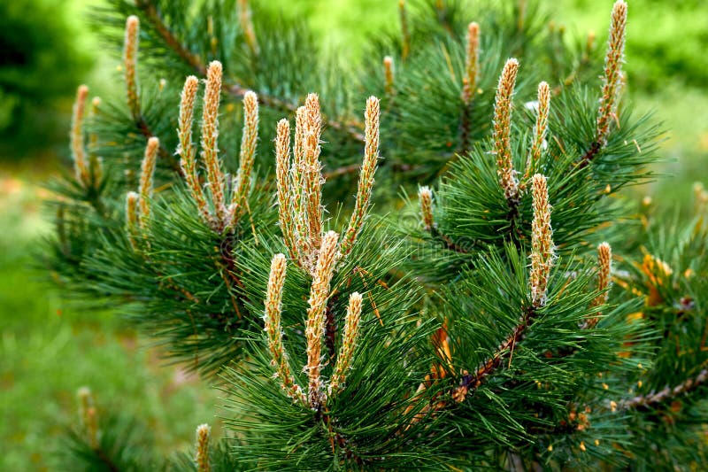 Bright Green Saturated Pine Spruce Branches with Blooming Needles Stock ...