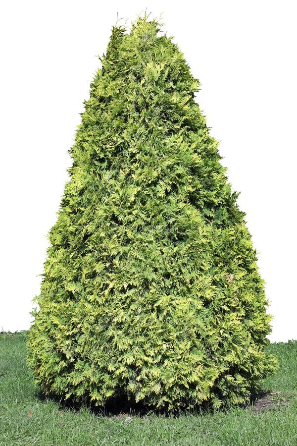 Evergreen Coniferous Tree Isolated Stock Image - Image of white ...