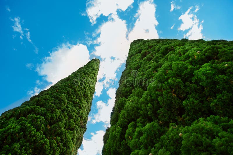 Evergreen Cypress Pyramidal Shape. Cypress in Nature. Stock Image ...
