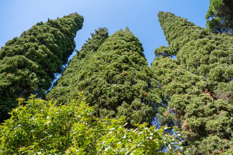 Evergreen Cypresses Cupressus Sempervirens Pyramidalis Stock Image ...