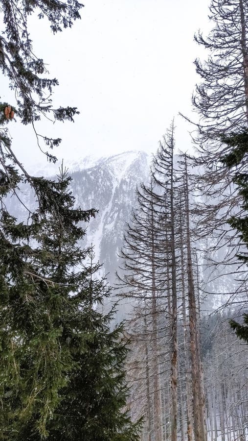 Evergreen and Dead Trees Frame a Snow-covered Mountain in the Distance ...
