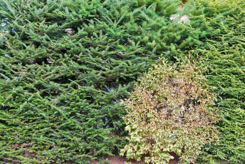 Evergreen Tree Set Growing in the Garden Stock Photo - Image of garden ...