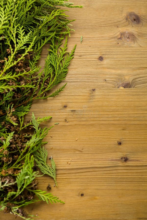 Evergreen stock photo. Image of lights, plicata, cedar - 48126758