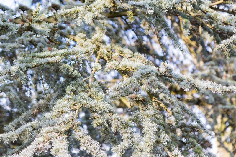 Evergreen fern trees stock image. Image of freezing, evergreen - 87799665