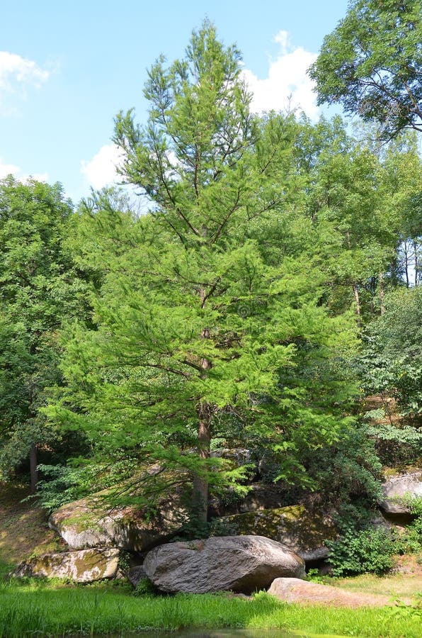Evergreen fir tree stock photo. Image of spruce, freshness - 82157748