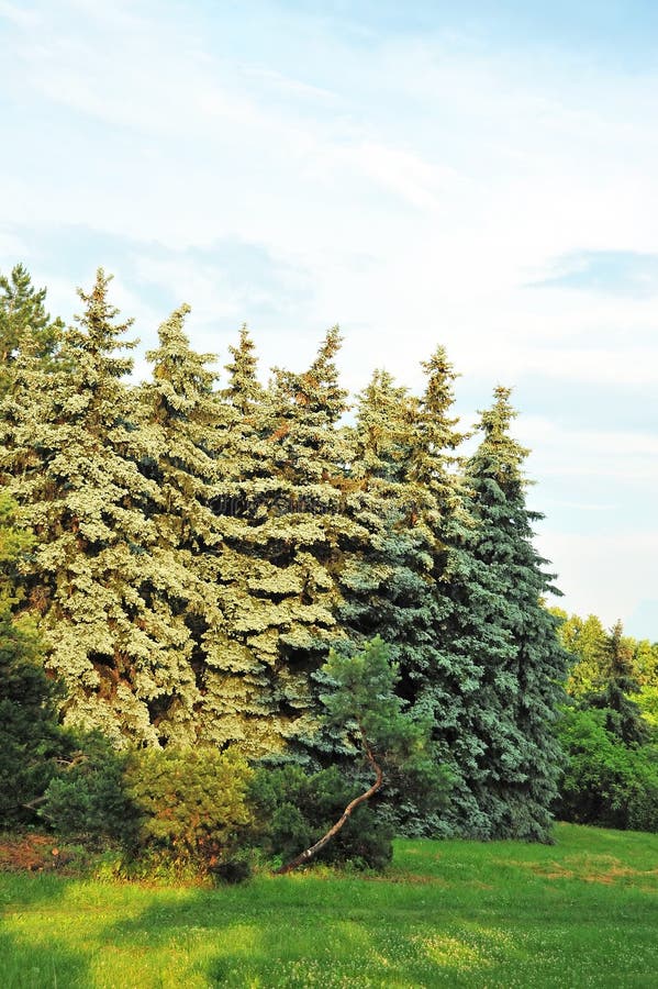 Evergreen fir tree stock image. Image of freshness, needle - 85931247