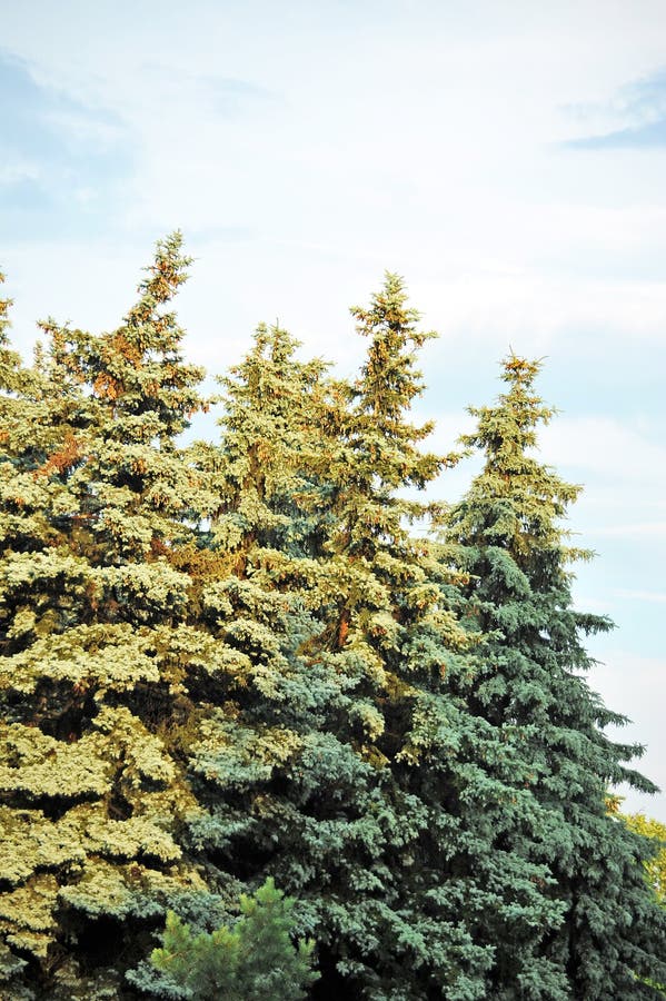 Evergreen fir tree stock image. Image of forest, spruce - 85931307