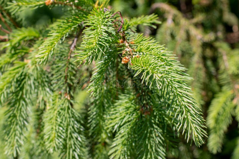 Evergreen Fir Trees Branch Background Stock Photo - Image of pine ...