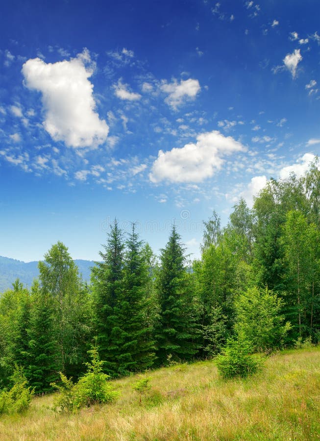 Evergreen Fir Trees in Mountains Stock Photo - Image of scene, nature ...