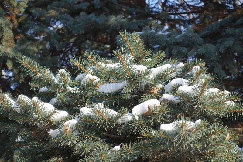 Evergreen Foliage of Blue Spruce in January Stock Photo - Image of ...