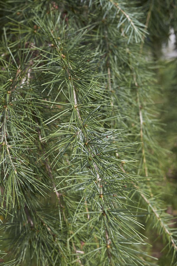 Cedrus Deodara Needles Close Up Stock Image - Image of medicine ...