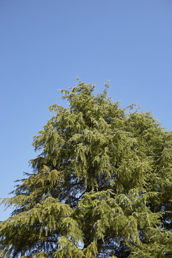 Cedrus deodara tree stock photo. Image of outdoor, essential - 147407942