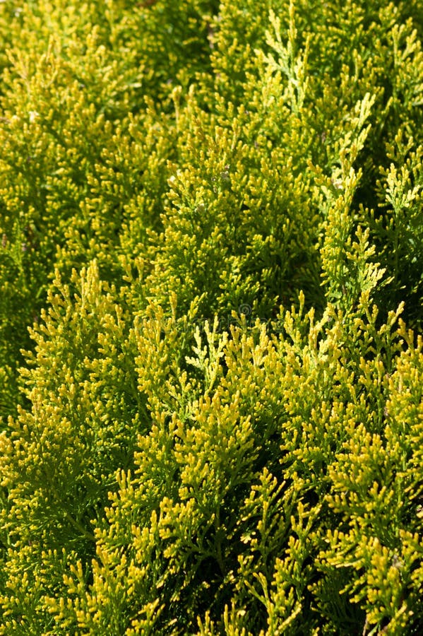 Evergreen Foliage stock photo. Image of tree, leaf, foliage - 192799450