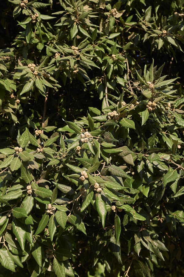 Quercus ilex tree stock photo. Image of landscape, environment - 141886300