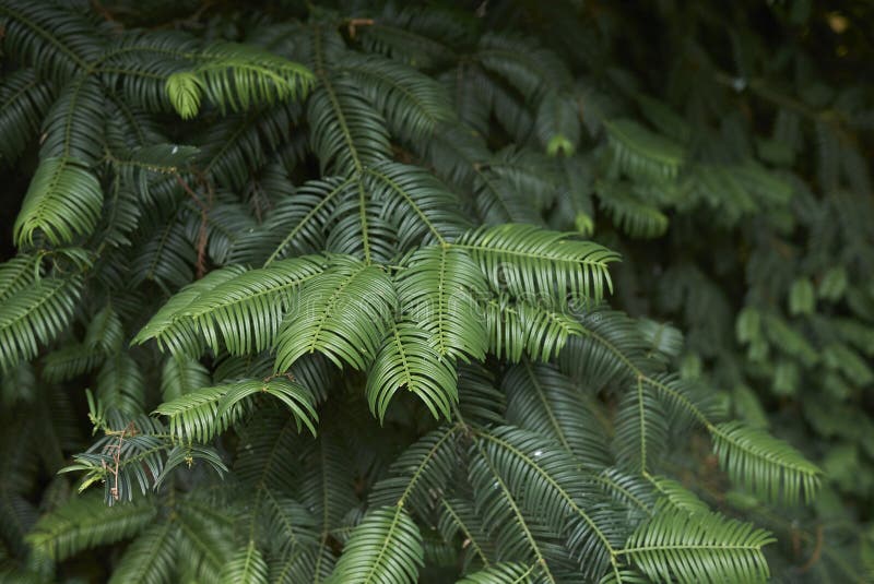 Taxus Baccata Fresh Foliage Stock Image - Image of plant, public: 153488731
