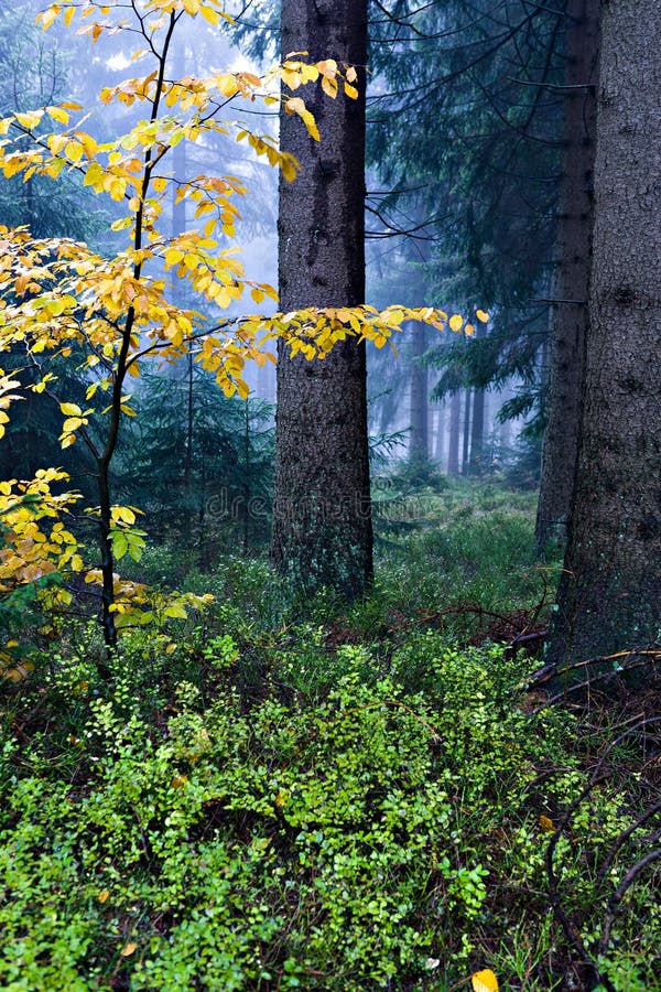 Evergreen forest stock photo. Image of winter, nature - 22026758