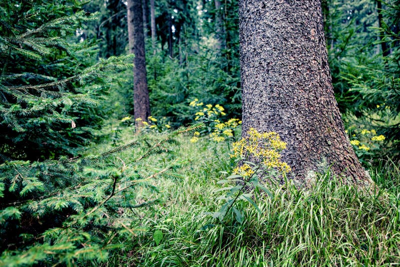 Evergreen forest stock photo. Image of woods, fall, forest - 22026930