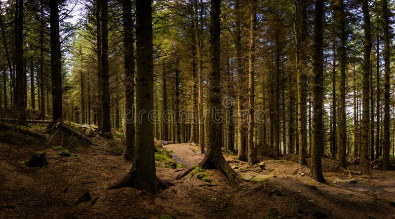 Captivating Beauty of the Evergreen Forest Stock Photo - Image of ...