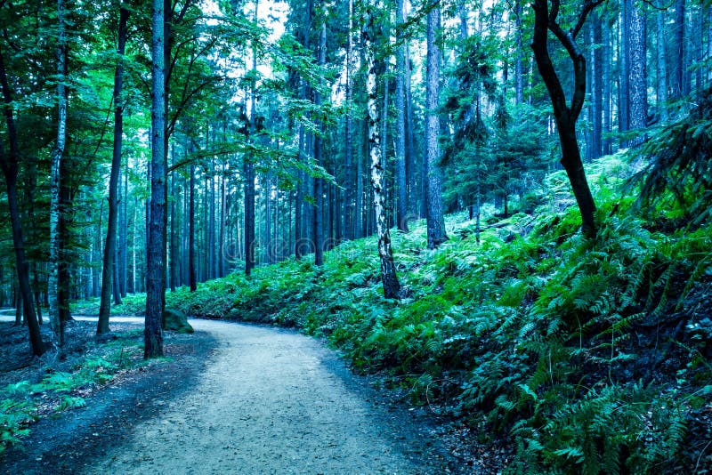 Evergreen forest stock image. Image of root, morning - 29218429