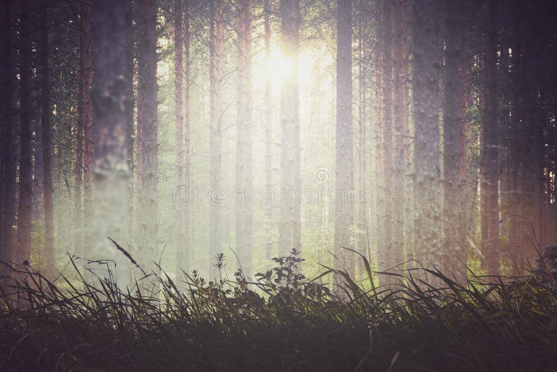 Fir tree forest background stock image. Image of background - 46816763