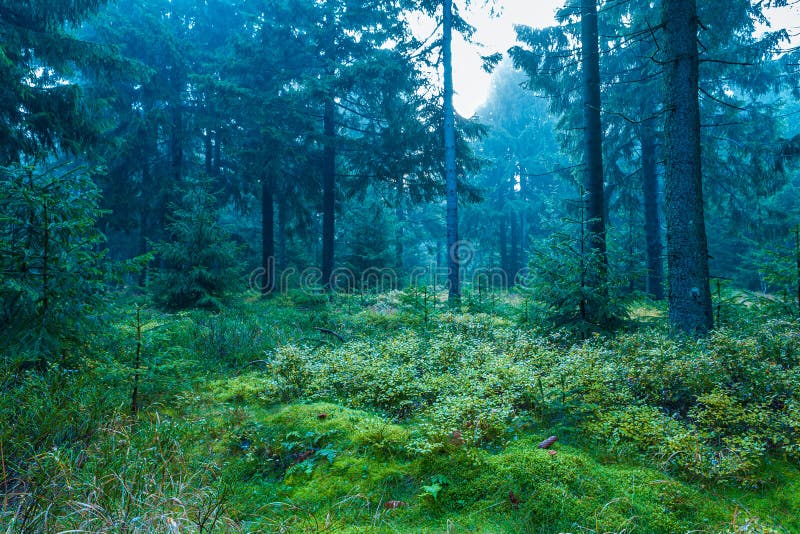 Evergreen forest stock photo. Image of woods, woodland - 183251844
