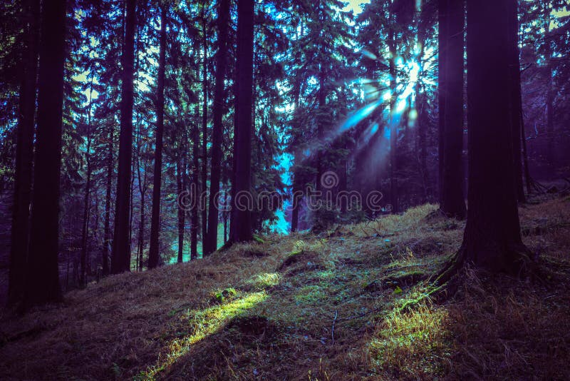 The evergreen forest stock image. Image of fall, scenic - 182242599