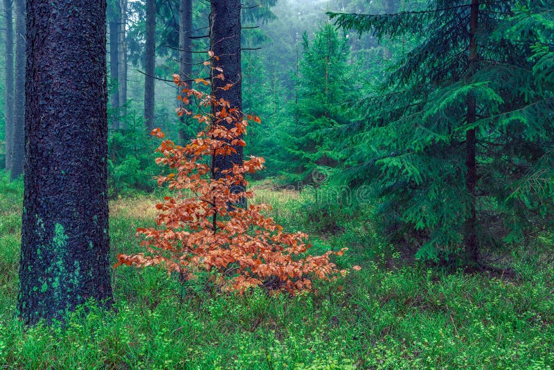 Evergreen forest stock photo. Image of green, moos, woodland - 182243288