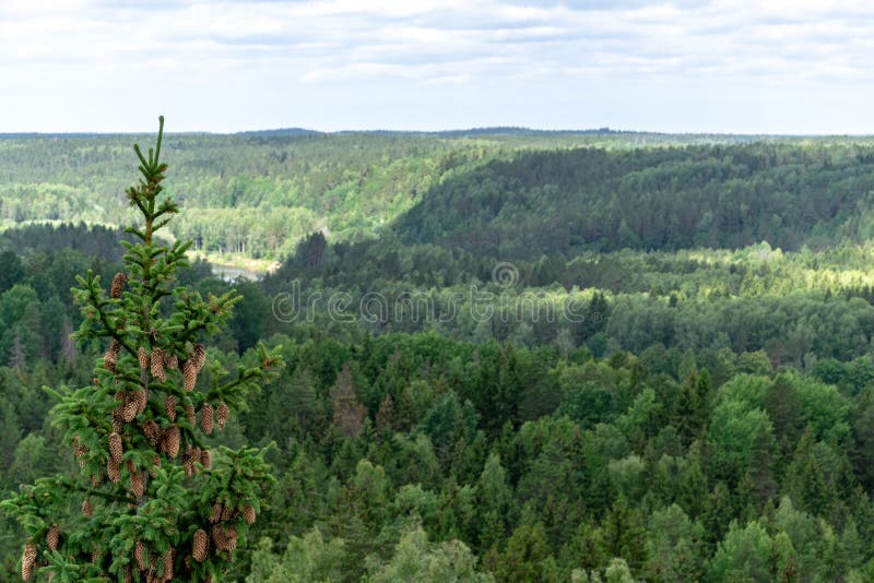 Evergreen Forest in Misty Day Seen from Above Stock Image - Image of ...