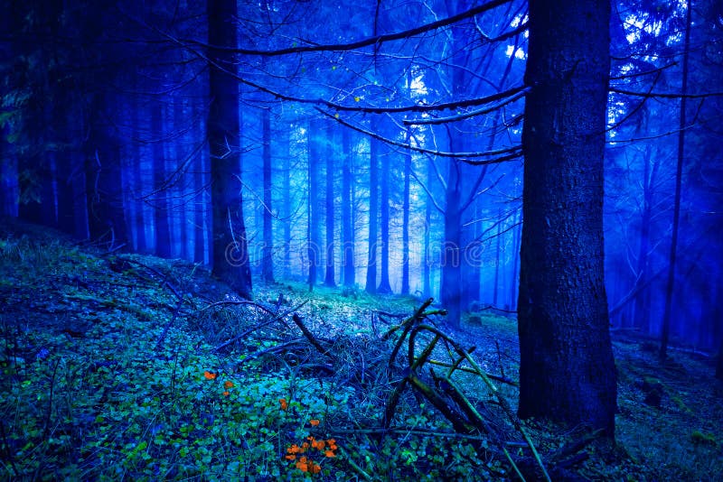 The nightly forest stock image. Image of dark, forest - 186193109