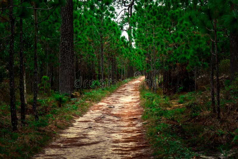 Background of Forest Path and Pine Trees Stock Photo - Image of forest ...