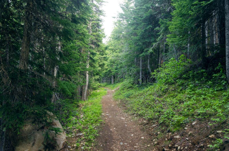 Evergreen Forest Path stock image. Image of tree, wilderness - 32664165