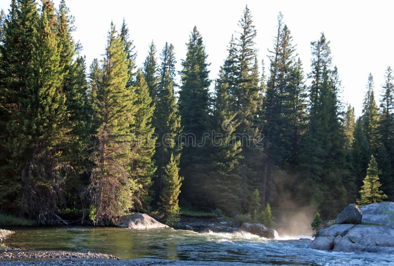 Evergreen Forest on River Bank Stock Photo - Image of trees, floral ...