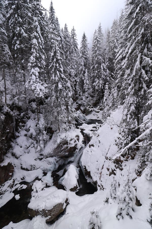 Evergreen Forest and Some Rocks in Winter All Covered with Snow Stock ...