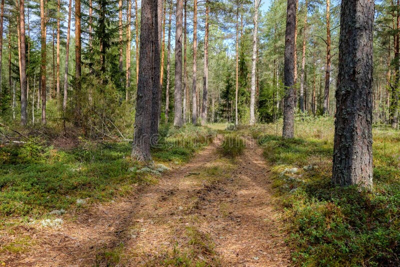 Evergreen Forest with Spruce and Pine Tree Under Branches Stock Photo ...