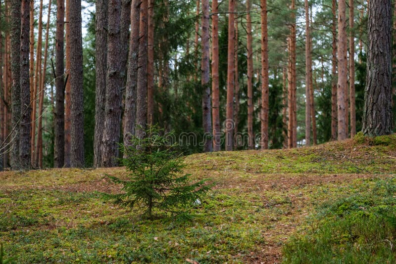 Evergreen Forest with Spruce and Pine Tree Under Branches Stock Photo ...