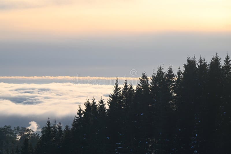 Evergreen Forest at Sunset with Cloudy Sky Stock Image - Image of wood ...