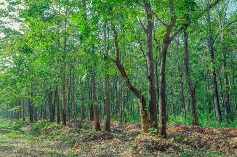 Evergreen Forest of Thirthahalli Stock Image - Image of environment ...