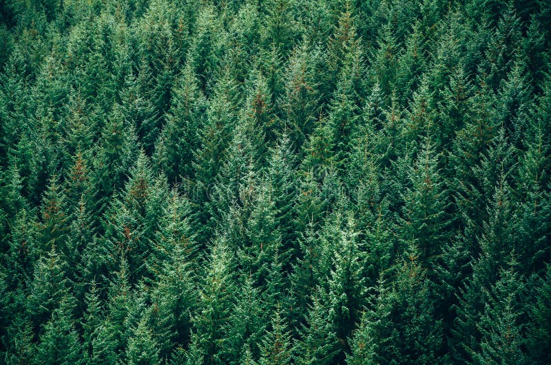 Evergreen Forest - Top View. Stock Image - Image of scenery, wicklow ...