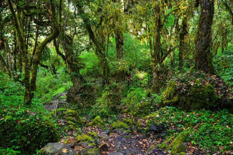 Evergreen Forest Trees Environment Stock Photo - Image of landscape ...