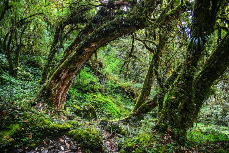 Evergreen Forest Trees Environment Stock Photo - Image of nature ...