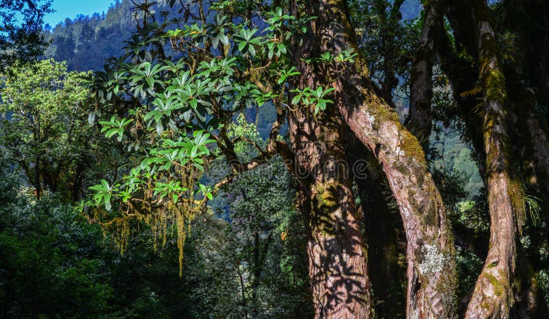 Evergreen Forest Trees Environment Stock Image - Image of forest, leaf ...