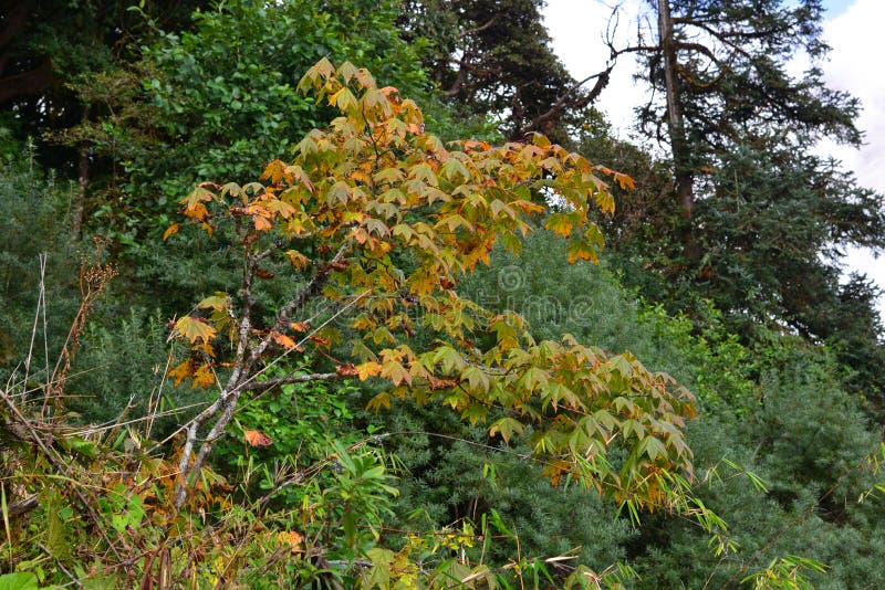 Evergreen Forest Trees Environment Stock Image - Image of landscape ...